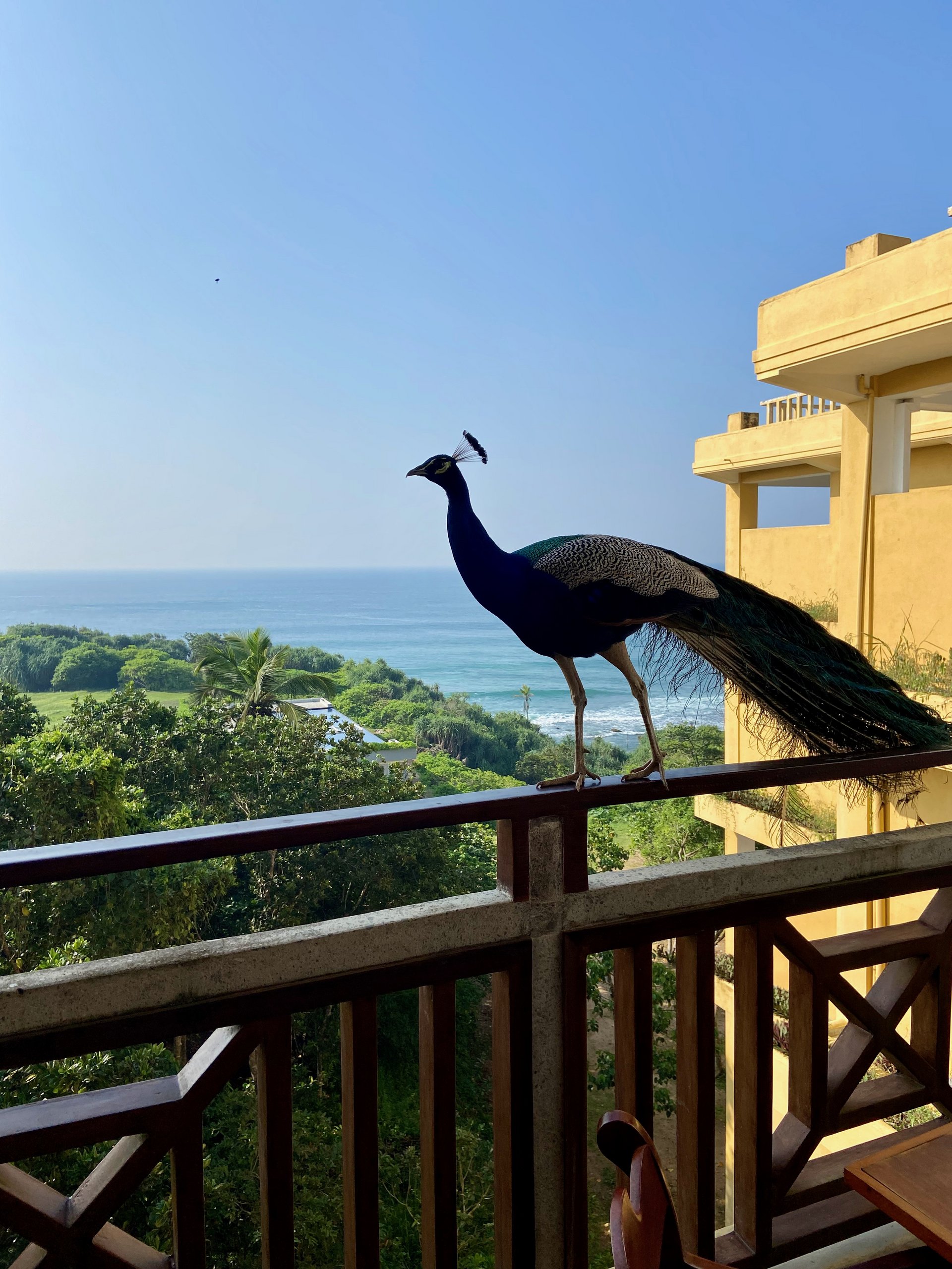 Hotel Barberyn Waves - Sri Lanka